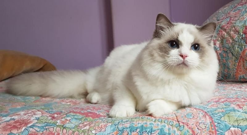 Gatos Ragdoll en adopción ~ WorldKittens